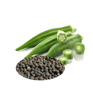 SALE Biji Benih KACANG BENDI / Vegetable Seed /FLOWER SEEDS /SAYUR ...
