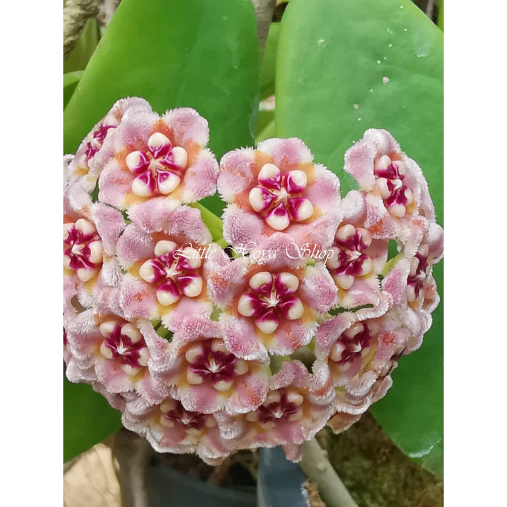 Hoya meliflua live plant *ready stock* | Shopee Malaysia