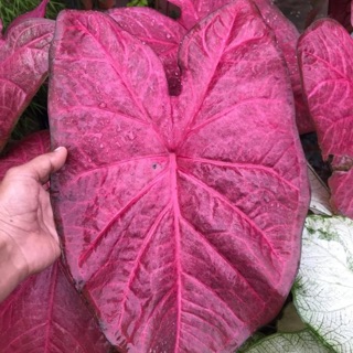 Pokok Matoa Pokok Crystal Buah Matoa Laici Brazil Matoa Tree Brazil ...