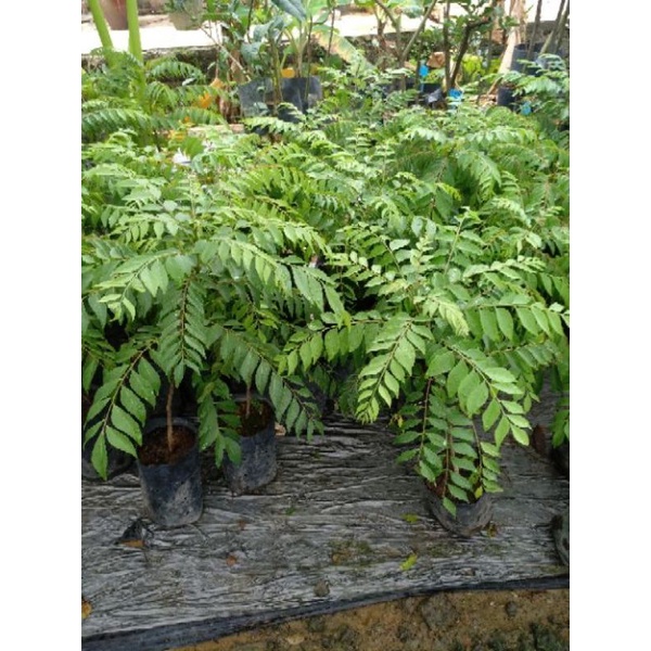 Pokok Kari/Anak Pokok Kari | Shopee Malaysia