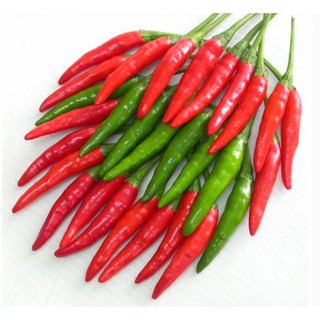 🌱 LEE GARDEN MORE CILI API CABAI KECIL BIJI BENIH SAYUR SAYURAN BUAH ...