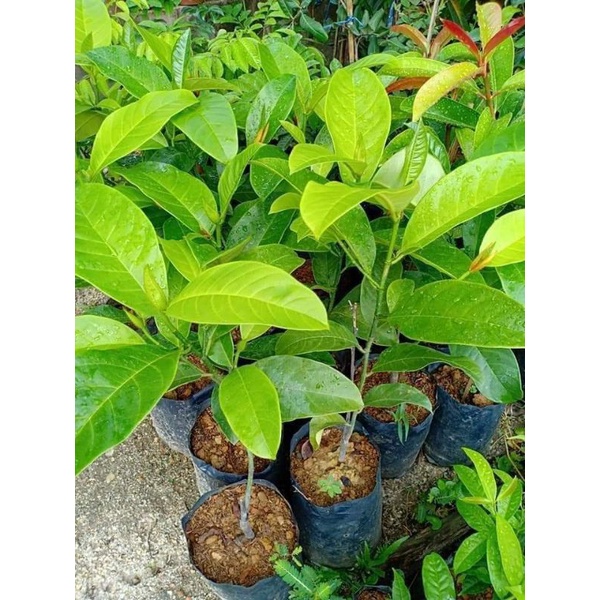 Anak pokok cempedak madu | Shopee Malaysia