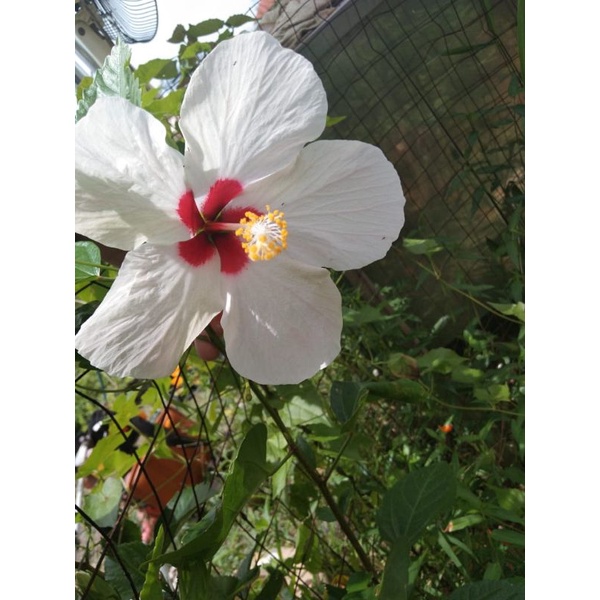 keratan bunga raya hybrid | Shopee Malaysia