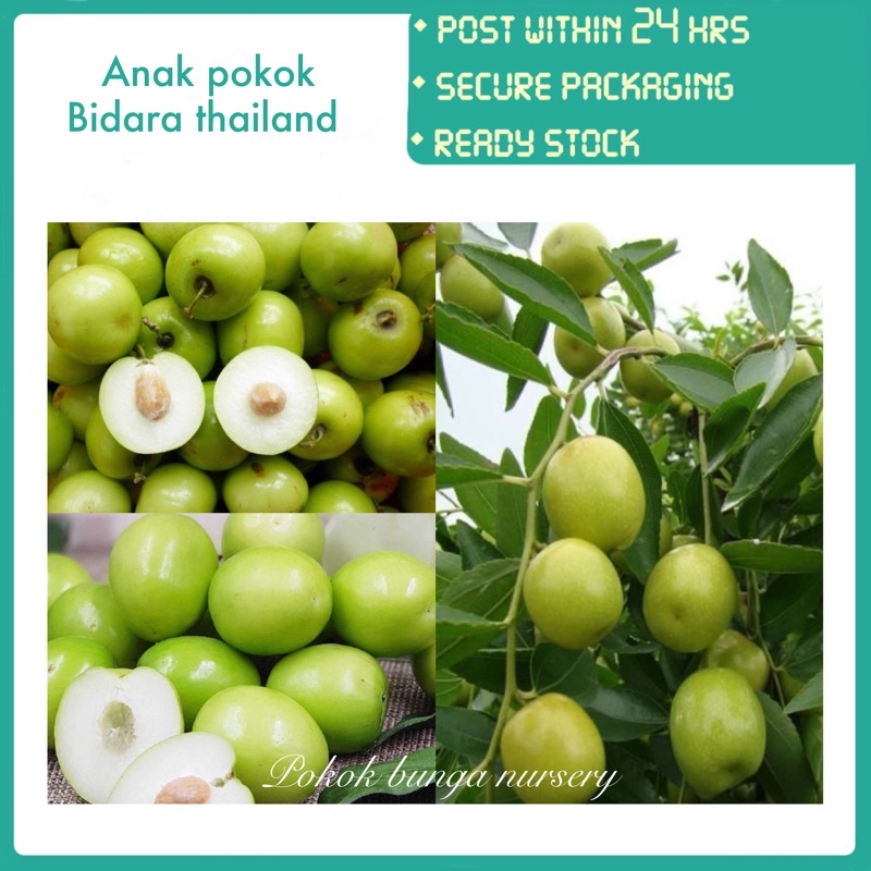 PBN - anak pokok bidara thailand - pokok bunga nursery berbuah lebat ...