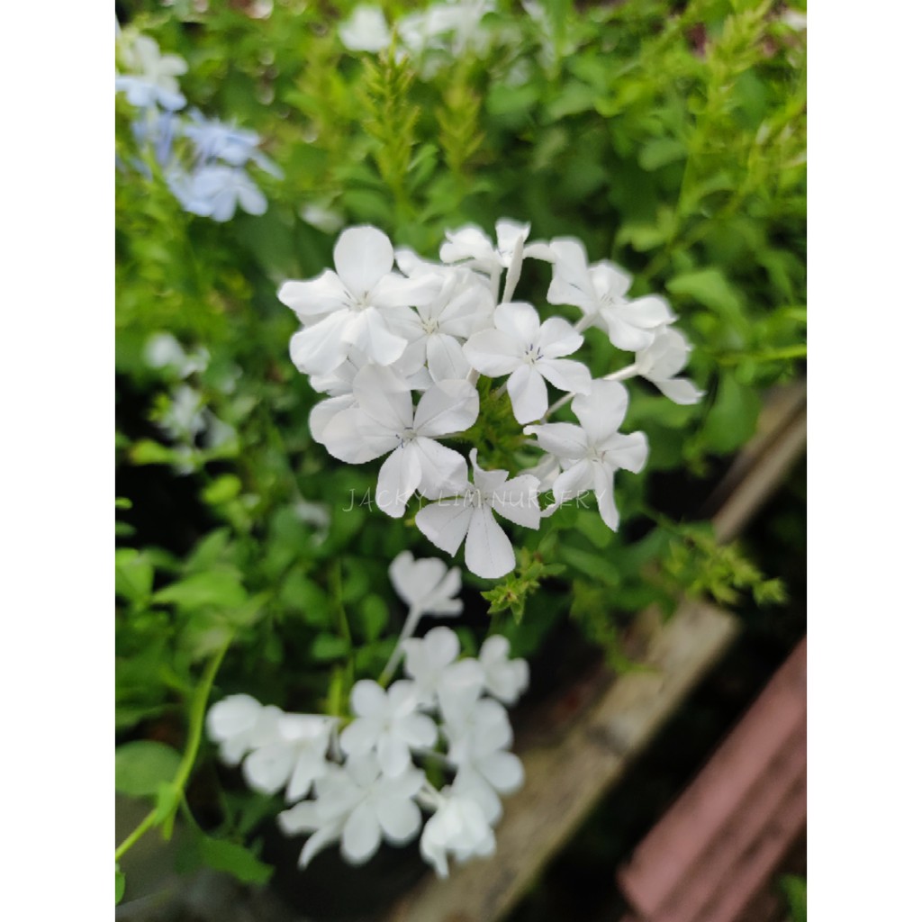 Pokok Bunga Plumbago Imperial Blue White / Pokok Bunga Plumbago Biru ...