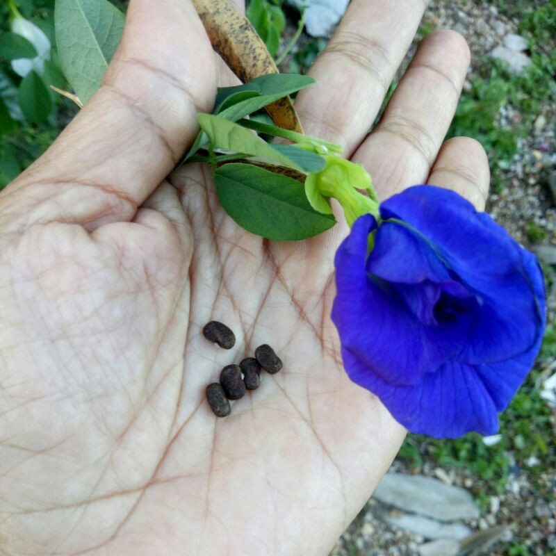 Ready stock Biji Benih Bunga Telang Biru | Shopee Malaysia