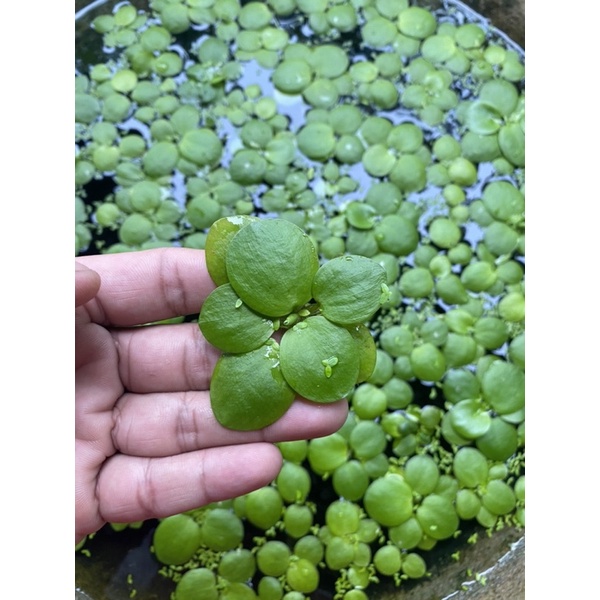 1PCS Amazon Frogbit [ floating plant / kiambang / aquatic plant / pokok ...