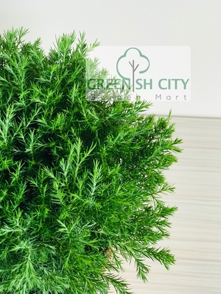 GNC - Round Cedar Pine Live Plant Pokok Juniperus | Shopee Malaysia