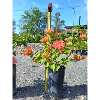 [LIVE PLANT] POKOK BUNGA KERTAS MATANG pink oren dalam polibeg (sila ...