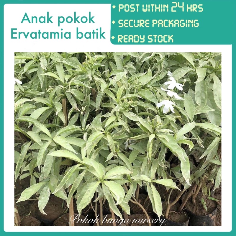 PBN - Ervatamia batik - anak pokok bunga nursery jasmine variegated ...