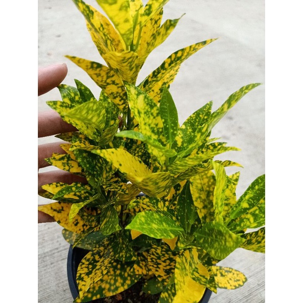 [Paling Horticulture Sdn Bhd] Pokok Puding Kuning | Codiaeum Yellow ...