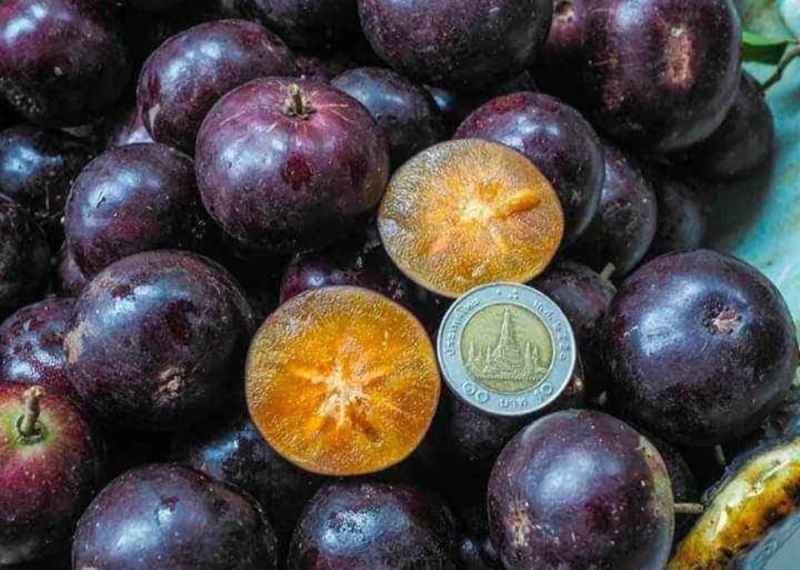 Anak Pokok Kerkuk/Kerkup/Kerkut Jumbo Buah Sedap Buah Lajen | Shopee ...