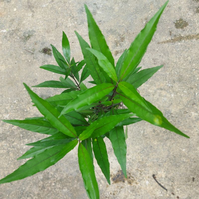 Guar Perahu Herbal Valley~Pokok Gandarusa Hitam/ | Shopee Malaysia