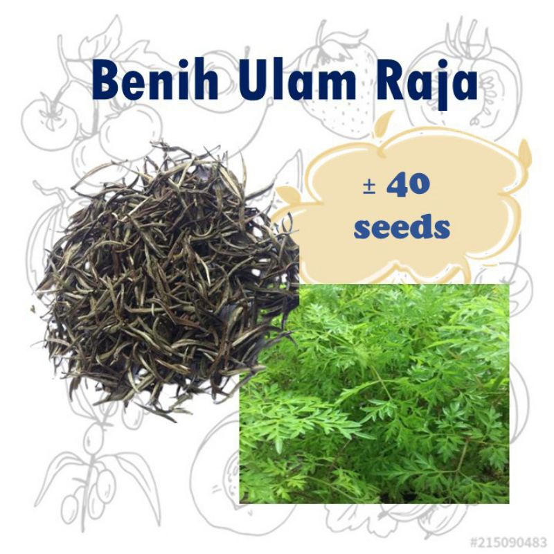 BENIH ULAM RAJA (50+ BIJI SEPEKET) | Shopee Malaysia