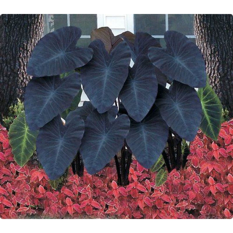 Caladium Black Magic | Shopee Malaysia