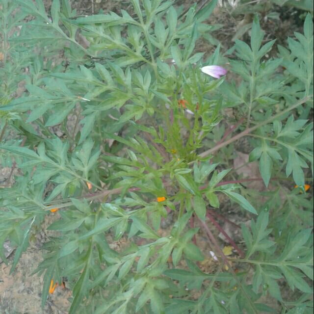 Biji benih ulam raja/seeds | Shopee Malaysia