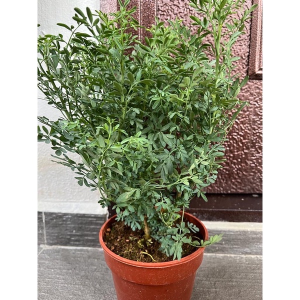 Pokok Garuda Rimbun / Pokok Busuk / Halau Nyamuk | Shopee Malaysia