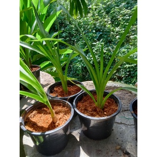 Orkid Harimau Bunga Kuning | Shopee Malaysia