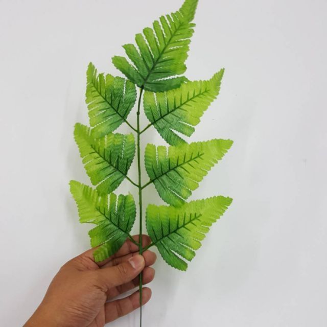 DAUN PAKU PAKIS ( 6 PCS) | Shopee Malaysia