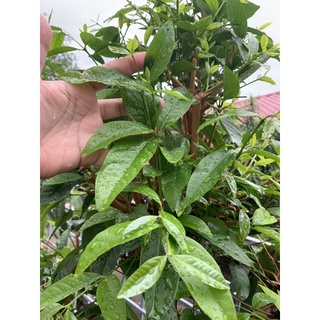 Pucuk Serai Kayu Daun Samak Ulam Nasi Kerabu | Shopee Malaysia