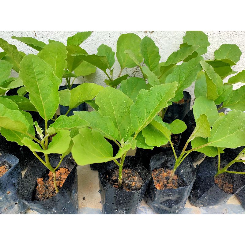 Anak Pokok Terung Ungu Leckat 323(1 polibeg) | Shopee Malaysia