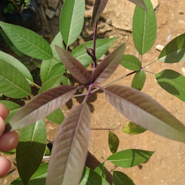 LEMUNI UNGU | LAGUNDI | ANAK POKOK | Shopee Malaysia