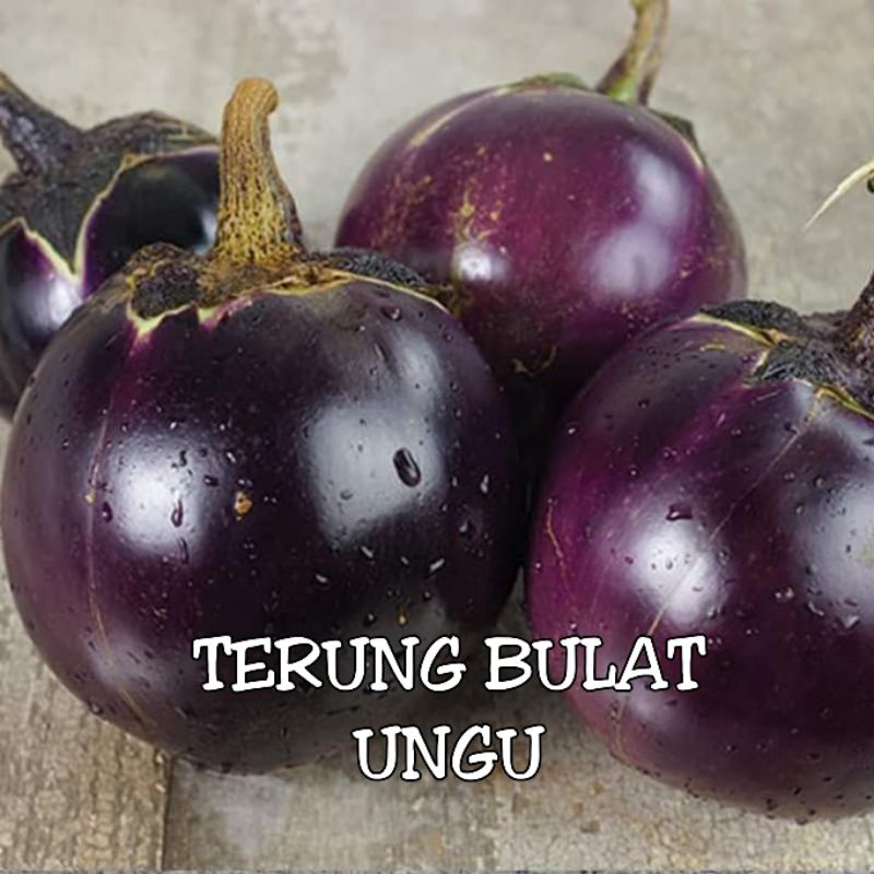 Benih Sayur Terung Bulat sentul/terung bulat ungu | Shopee Malaysia