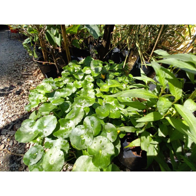 Ulam Pegaga (Polibeg) | Shopee Malaysia