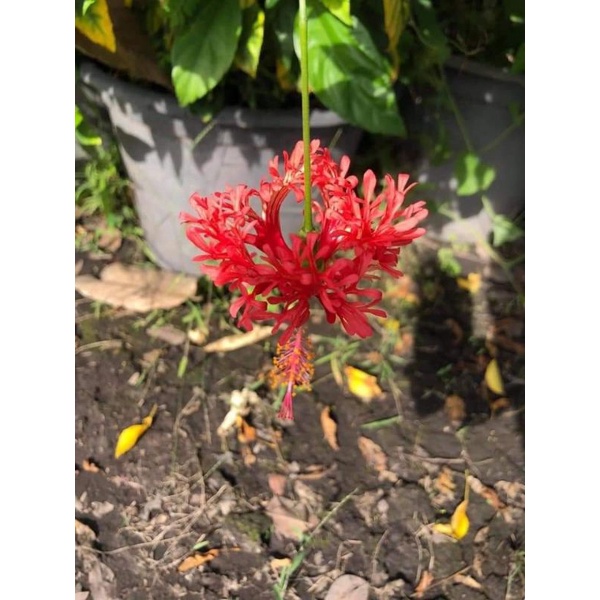 pokok bunga raya coral hibiscus | Shopee Malaysia