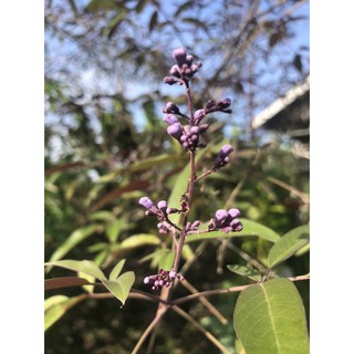 2 X Keratan Batang POKOK LEMUNI HITAM (Vitex trifolia) | Shopee Malaysia