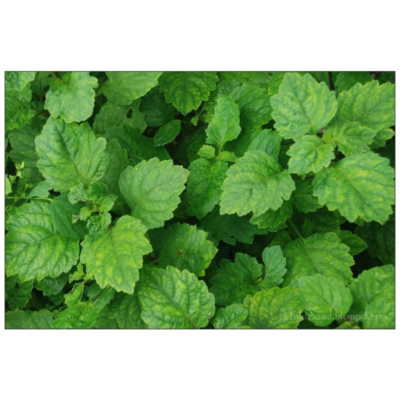 Pokok Nilam Acheh Patchouli Pogostemon Cablin Shopee Malaysia