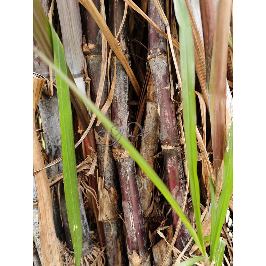 TEBU HITAM ASLI ( KERATAN 1 POKOK ) | Shopee Malaysia