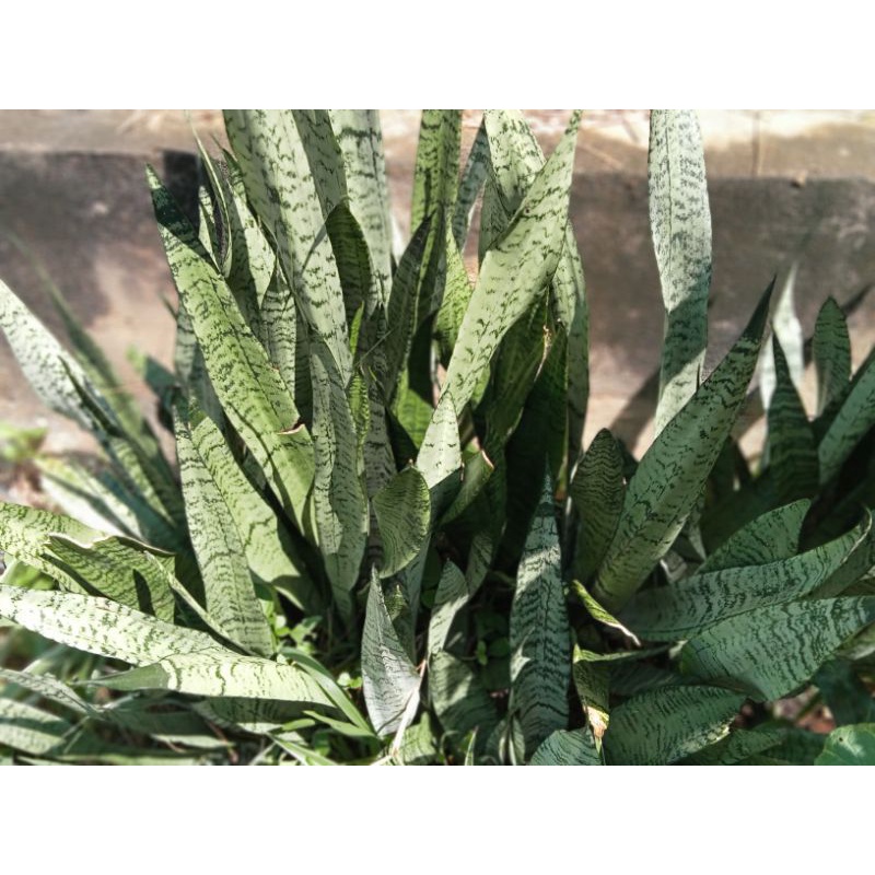 Pokok Lidah Jin/snake plant/pokok viral/pokok indoor/pokok outdoor ...