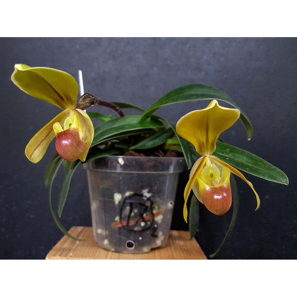 Paphiopedilum Heleane Orchid / Orkid Paphio Helenae Pokok Hidup ...
