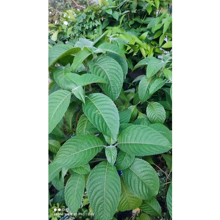 Keratan ketum ayam/madre de agua/Trichanthera gigantea 8batang | Shopee ...