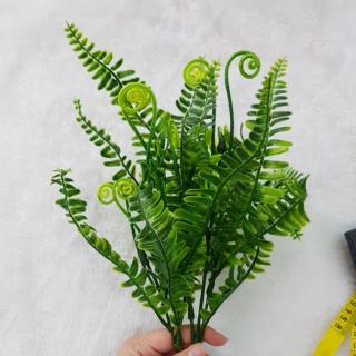 Paku Pakis Leaves 5 Small Bushes / Paku Pakis Daun 5 Tangkai (1Jambak ...