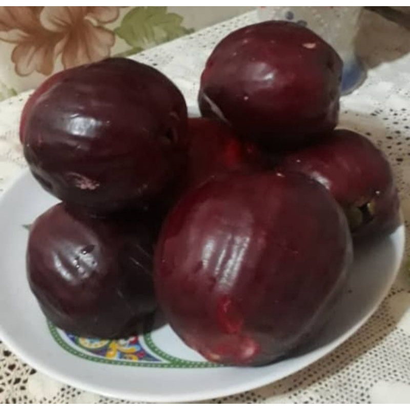 ANAK POKOK JAMBU BOL/JAMBU KELING | Shopee Malaysia