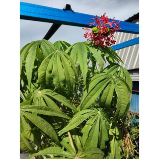 Pokok Gambir Sarawak/Jarak Cina | Shopee Malaysia