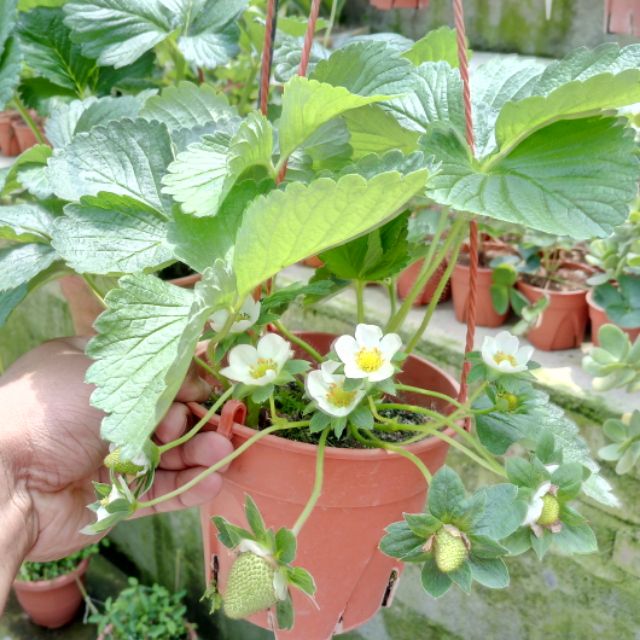 Anak Pokok Buah Strawberi Dah Berbuah Strawberry Live Plants Potted ...
