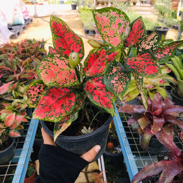 Keladi Merah Hijau / Aglaonema / Indoors Live Plant | Shopee Malaysia