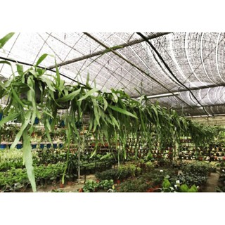 Pokok Bunga Bakawali Mini Putih/ Queen of the Night/ Epiphyllum ...