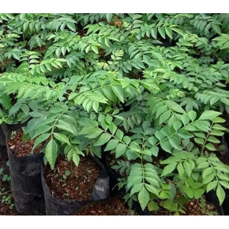 (Hot Item) Pokok daun kari/Leaf Curry Plant (Ready Stock) | Shopee Malaysia