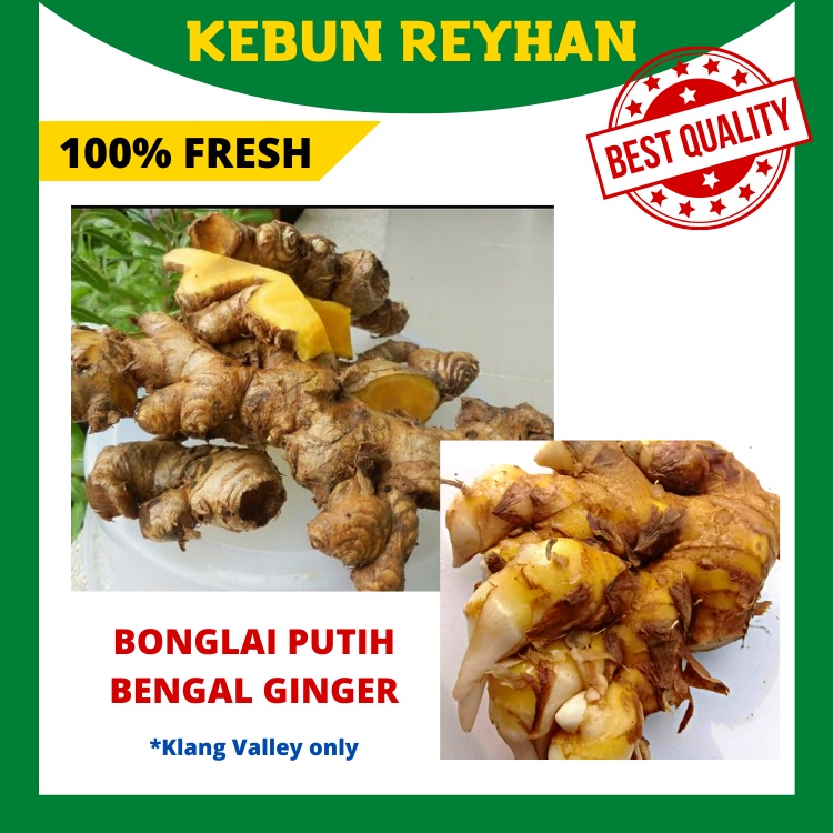 [PRE-ORDER] 100% Fresh Organic Segar 250g Bengal Ginger / Panglai ...