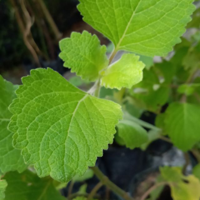 MANGUN | ANAK POKOK | BAHAN GULAI TEMPOYAK DAUN | MASAKAN NOGOGHI ...