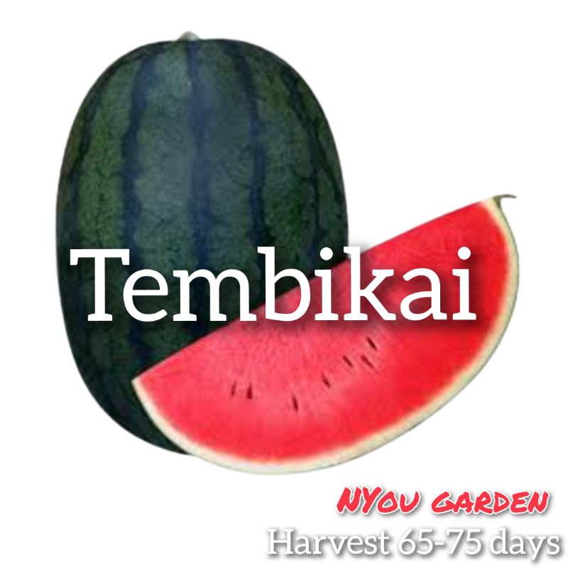 Biji benih tanaman Tembikai Merah Watermelon seed Tuaian 65-75 hari ...