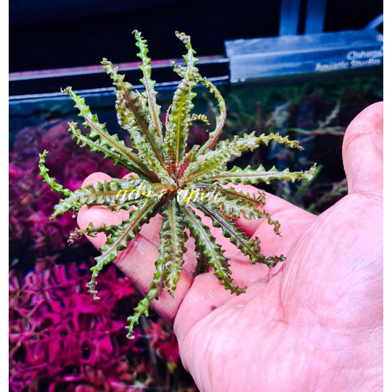 Red Downoi / Pogostemon Helferi Red !!! (Without Pot) | Shopee Malaysia