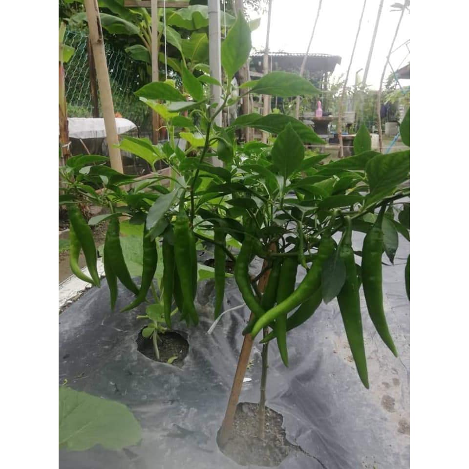 CILI BESAR KULAI LEBAT TERBAIK Benih.Seed ( HIBRID F1) | Shopee Malaysia