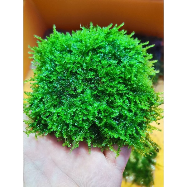 (AQUATIC PLANT) Mini Taiwan Moss 8X8CM | Shopee Malaysia