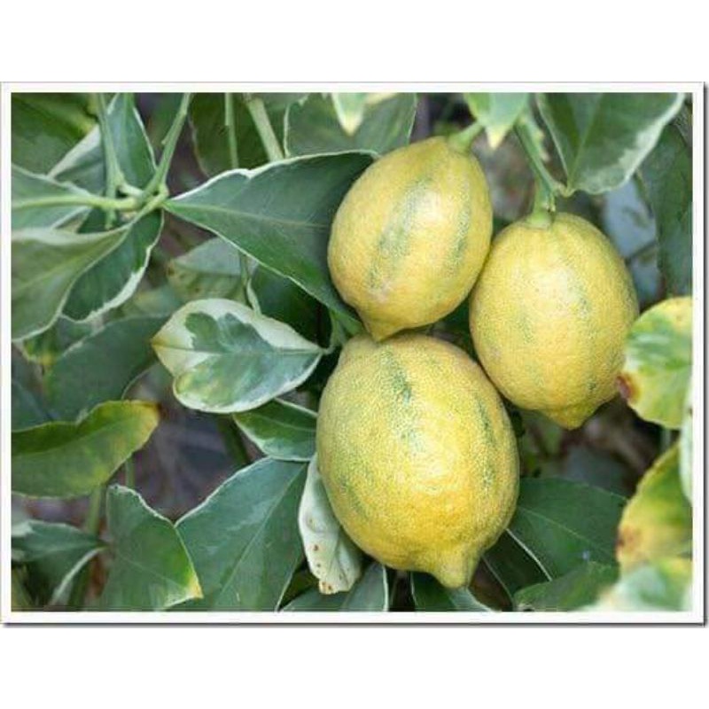 pokok lemon batik hybrid | Shopee Malaysia