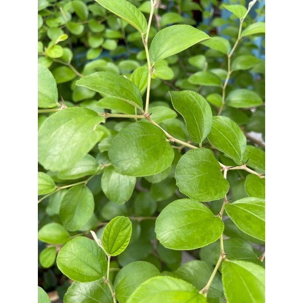 daun bidara asli segar dan kering 50g | Shopee Malaysia